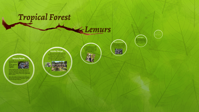 Tropical Forest by Brandy Bateman on Prezi