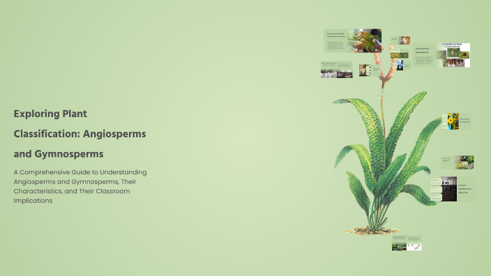 Exploring Plant Classification: Angiosperms and Gymnosperms by MAGNOLIA ...