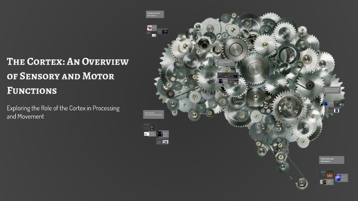 The Cortex: An Overview of Sensory and Motor Functions by Martina ...