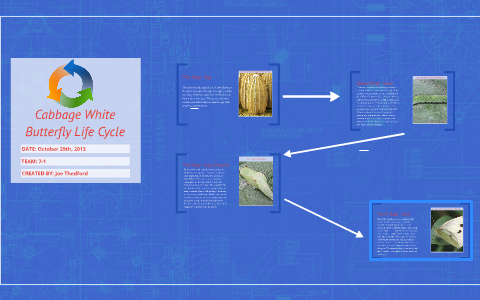 Cabbage White Butterfly Life Cycle by Joe Thedford on Prezi