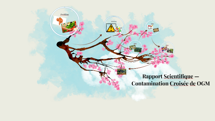 Rapport Scientifique — Contamination Croisée de OGM by Stanley Lo on Prezi