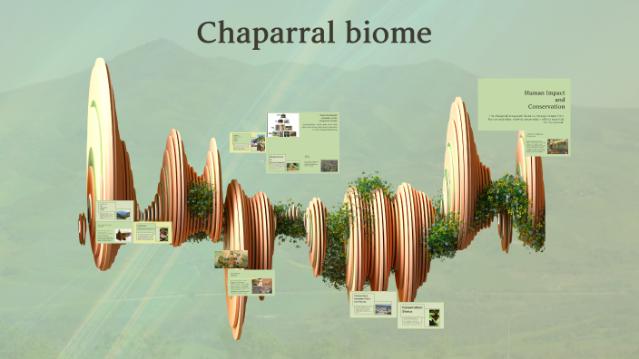 Chaparral biome by nevaeh bailey on Prezi