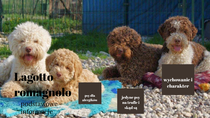 Lagotto romagnolo psy na trufle by Natalia Górecka on Prezi