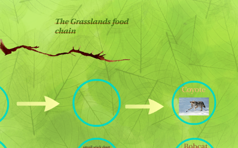 The Grasslands food chain by Gabrielle Price on Prezi