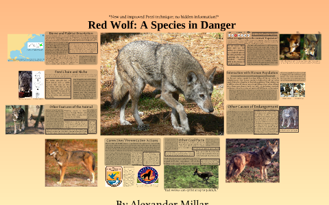 Red Wolf: A Species in Danger by Alexander Millar on Prezi