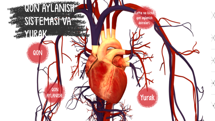 qon aylanish sistemasi va yurak by Muhriddin Doniyorov on Prezi