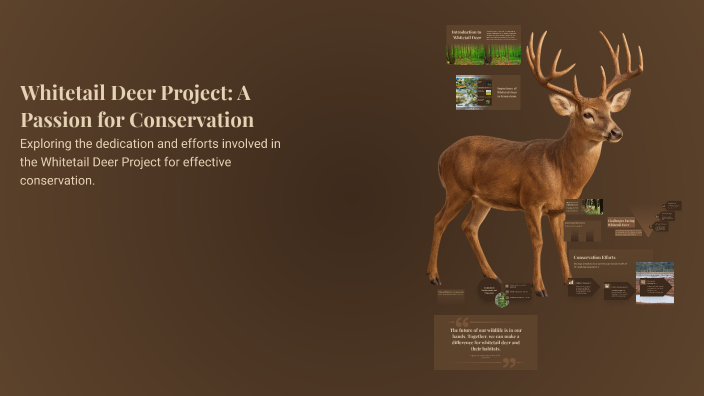 Whitetail Deer Project: A Passion for Conservation by Parker Poehnelt ...