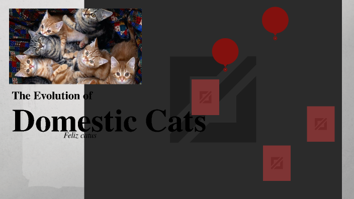 Evolution of Domestic Cats by VILLANUEVA, Yna Alyssa on Prezi