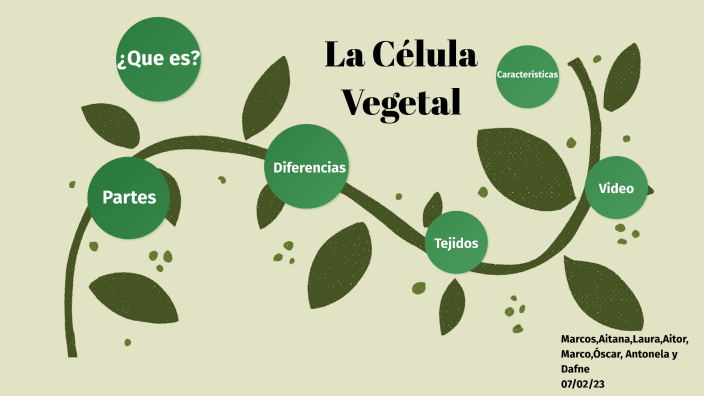 la celula vegetal by marcos somolinos on Prezi