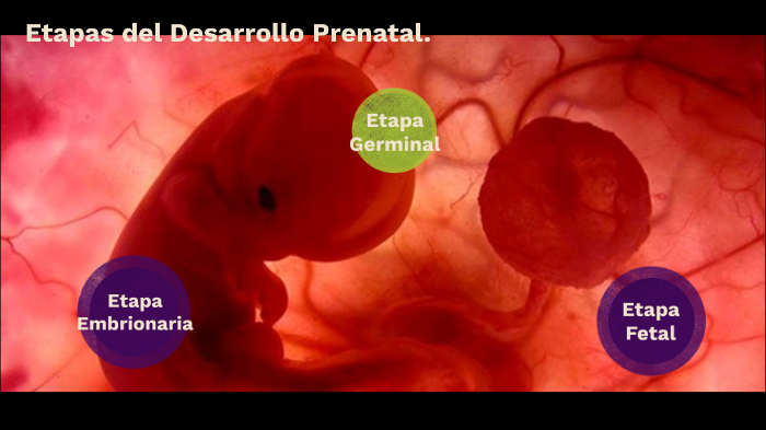 Etapas del Desarrollo Prenatal by Fabiola Cereghino on Prezi