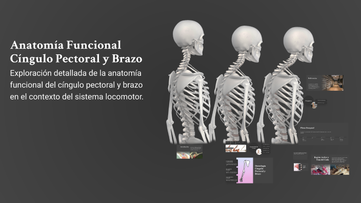 Anatomía Funcional Cíngulo Pectoral y Brazo by Daniela Pilar Herrera ...
