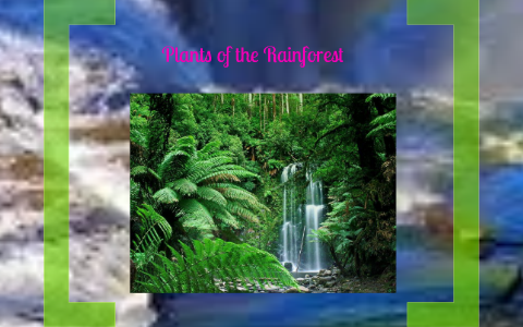 Plants of the Rainforest by Susan Leach on Prezi