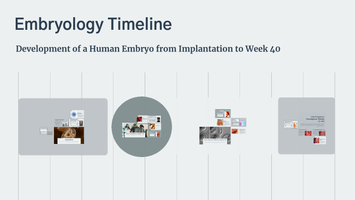 Embryology Timeline by Emma Miller on Prezi