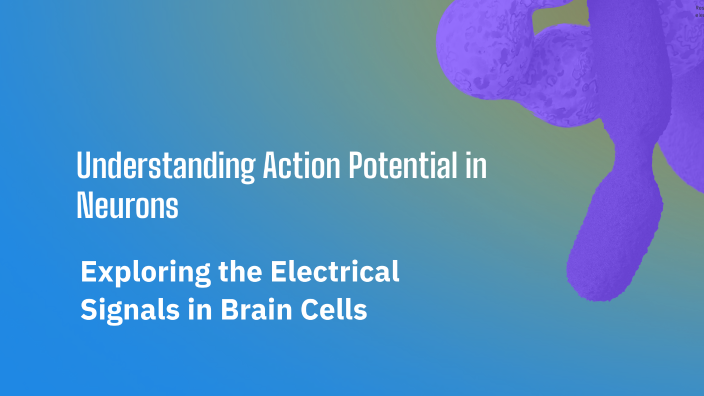 Understanding Action Potential in Neurons by Jackson Sloyer on Prezi Understanding Action Potential in Neurons by Jackson Sloyer on Prezi