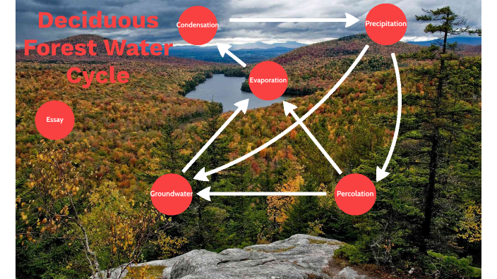 Deciduous Forest Water Cycle by Luke Richter on Prezi
