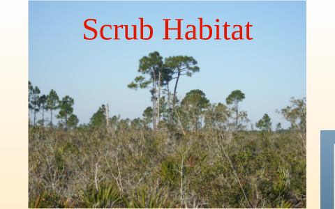 Scrub Habitat by Keysha Schmit on Prezi