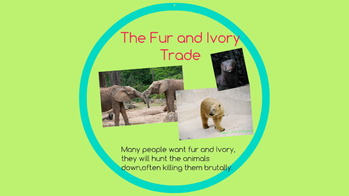 The Fur and Ivory Trade by James Huke on Prezi