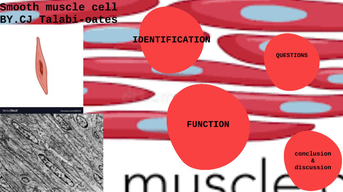Smooth muscle cell BY.CJ Talabi-oates by CJ Talabi-Oates on Prezi