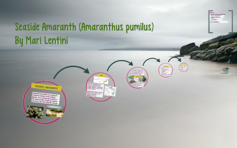 Seaside Amaranth (Amaranthus pumilus) by Mari Lentini on Prezi