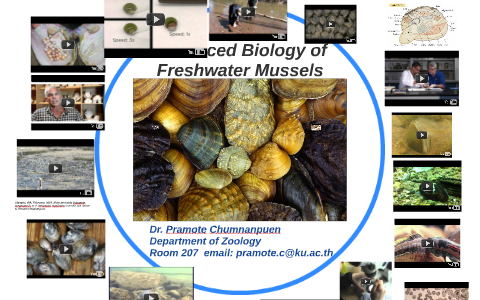 Advanced Biology of Freshwater mussels by Ivlote Pramote on Prezi