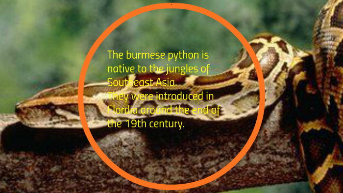 Burmese Python by Ramel Hunt on Prezi