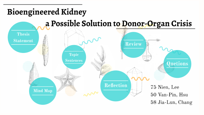Bioengineered kidney by Justine Lee on Prezi