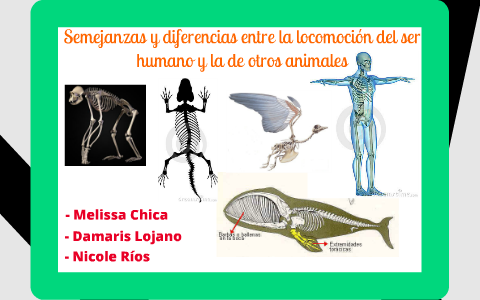 Locomoción y Sistema Oseo by Luis paredes on Prezi