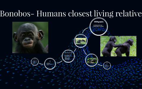 Bonobos- Humans closest living relative by Caroline Oatley on Prezi