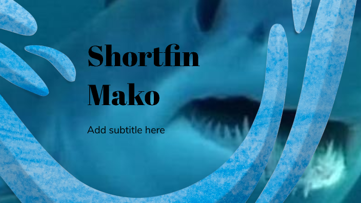 Short-fin Mako Presentation by Tristan Shelton on Prezi