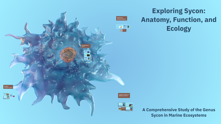 Exploring Sycon: Anatomy, Function, and Ecology by milley jangpangi on ...