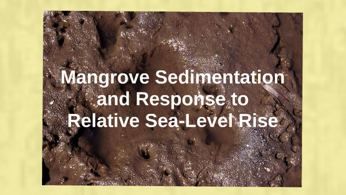 Visual Abstract: Mangrove Sedimentation and Response to Relative Sea ...