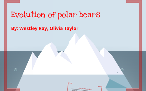 Evolution of the polar bear by westley ray on Prezi