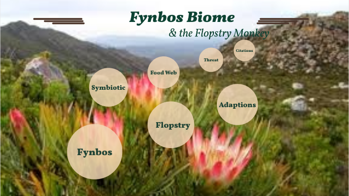 Fynbos Ecosystem Project by Livia Maldonado on Prezi