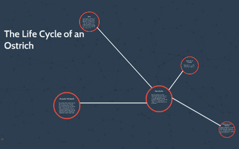 The Life Cycle of an Ostrich by Ryan Ingram on Prezi