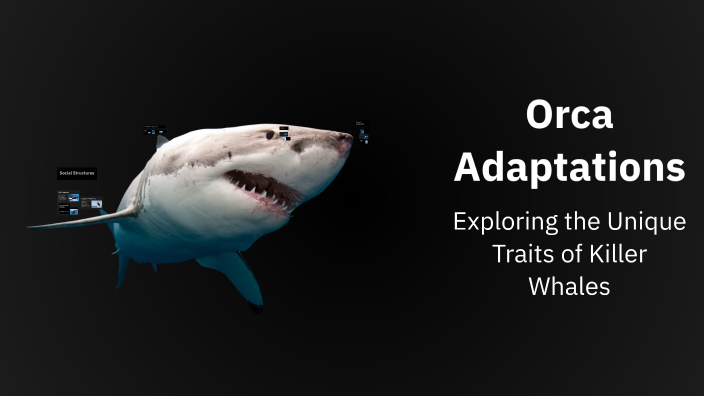 Orca Adaptations by Dongli li on Prezi