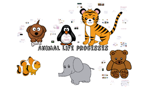 Animal life processes by Stephanie Bentley on Prezi