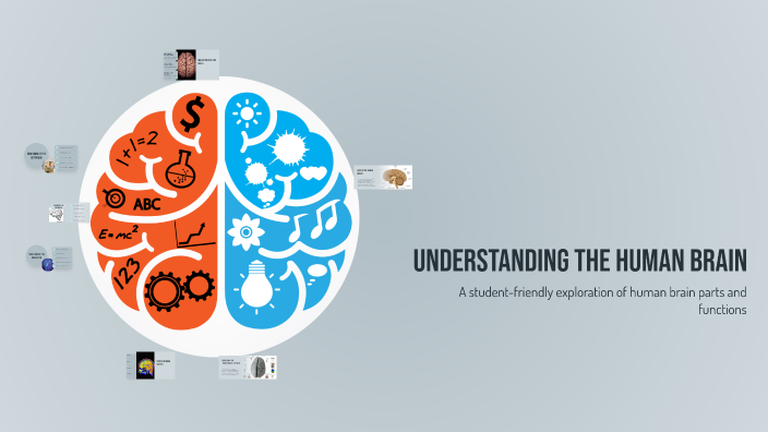 Understanding the Human Brain by Ziad Salah on Prezi