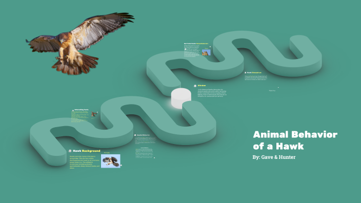 Animal Behavior by Gavriel Wiggins on Prezi
