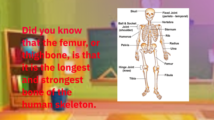 The Skeletal System by Addison Hartman on Prezi
