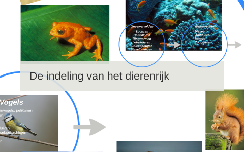 De indeling van het dierenrijk by on Prezi