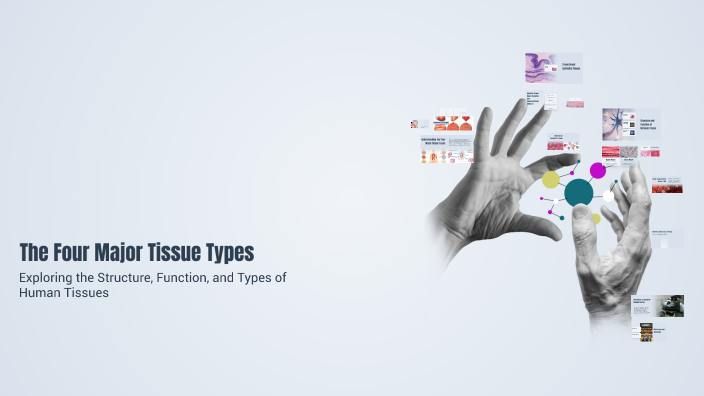 The Four Major Tissue Types by Aglael Garrido on Prezi