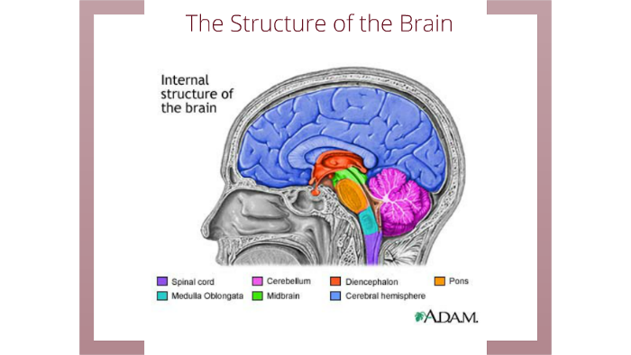 5 Brain Structure by Mr. Conner on Prezi