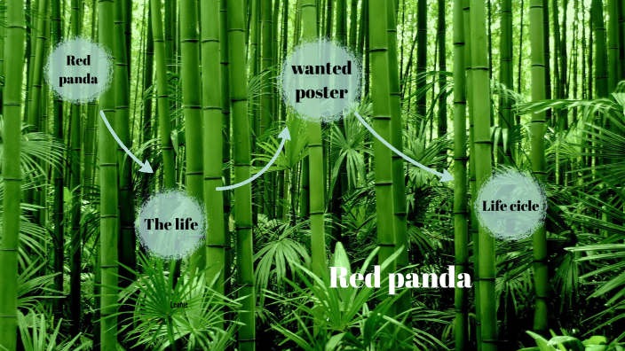 Red panda by leonie hostettler on Prezi