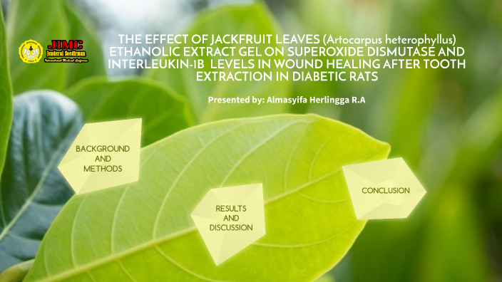 THE EFFECT OF JACKFRUIT LEAVES (Artocarpus heterophyllus) ETHANOLIC ...