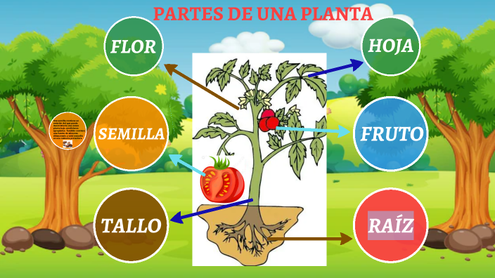partes de una planta by jocelyn corvalan on Prezi