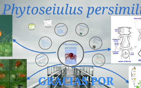 Phytoseiulus persimilis by Victor Ventura on Prezi