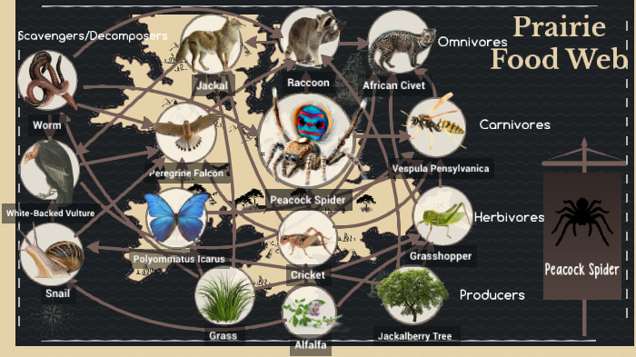 Prairie Food Web by Ada Jack on Prezi