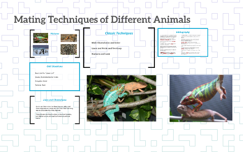 Mating Techniques of Different Animals by Foster McCune on Prezi