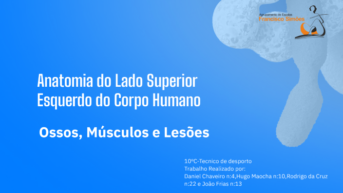 Anatomia do Lado Superior Esquerdo do Corpo Humano by Eufemia Ching ...