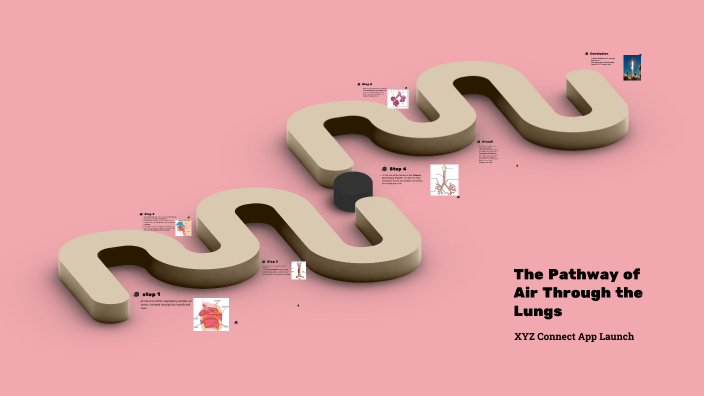 The Pathway of Air Through the Lungs by Natalie Brown on Prezi